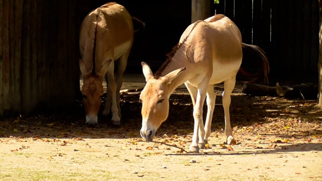 Burros Par - Free video on Pixabay