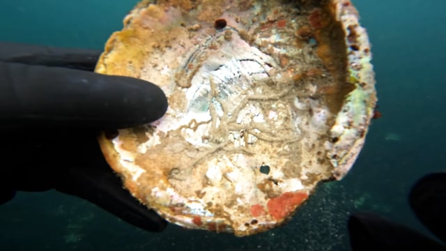 Shell Abalone Underwater Free Stock Video - Pixabay