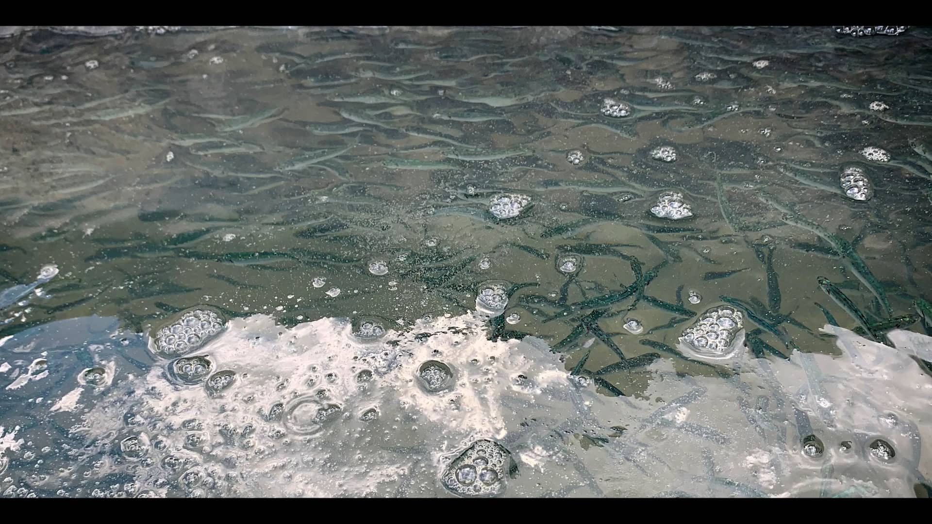 Nak'azdli Whut'en Salmon Hatchery Release on Vimeo