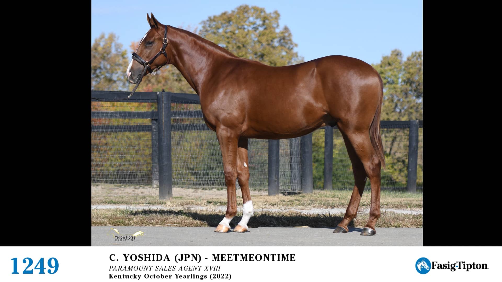 2022 Fasig-Tipton Kentucky October Yearlings: Hip #1249 Yoshida (JPN) x ...
