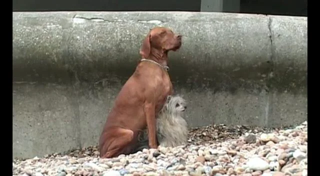 Best Of - Shooting Dogs on Vimeo