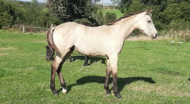 Tullabeg Fusion on Vimeo