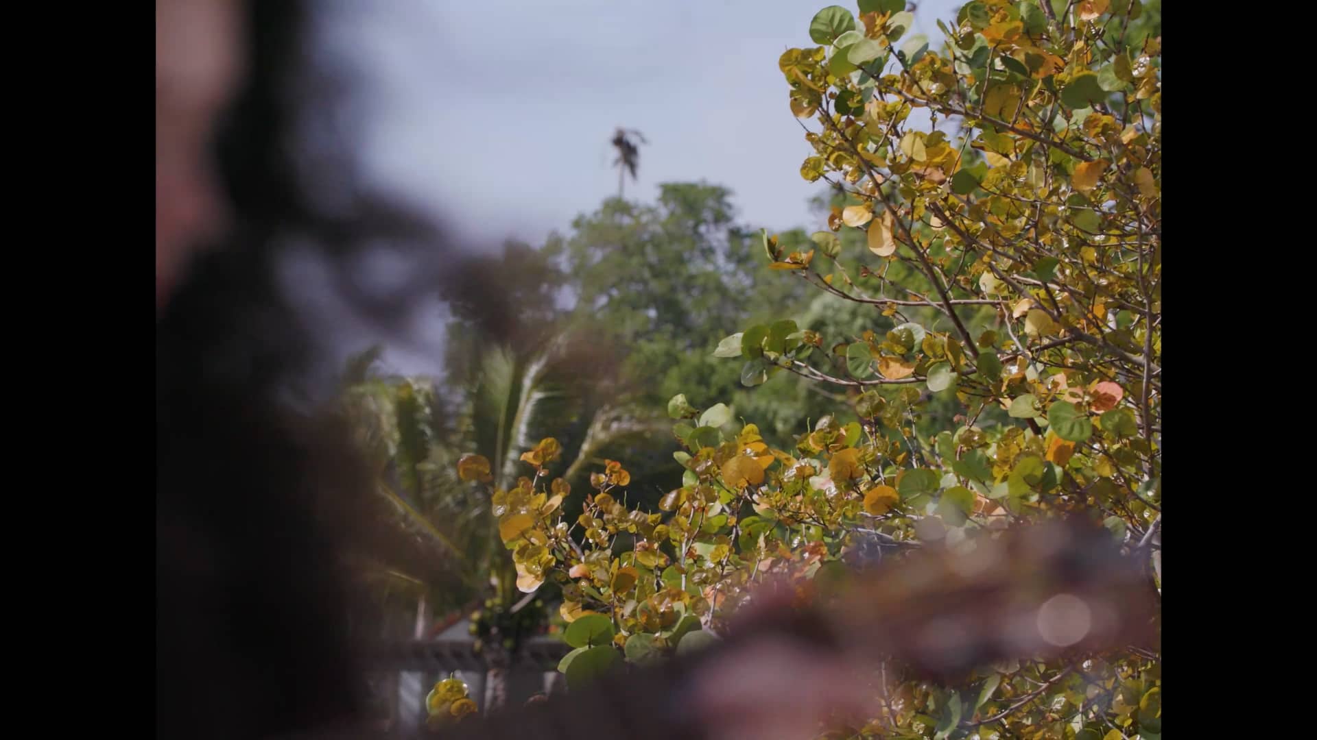 Cinematography Reel - Tony Han on Vimeo