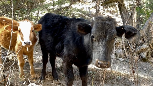Veaux Vaches Animaux La - Free video on Pixabay - Pixabay