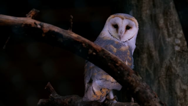 Owl, Barn Owl, Nocturnal. Free Stock Video - Pixabay