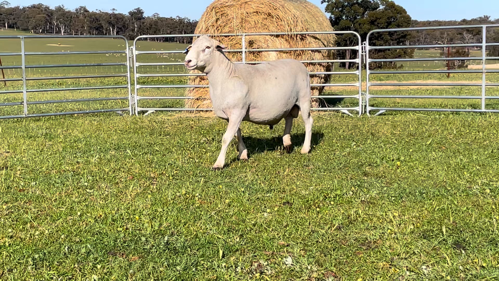 Blackwood SheepMaster - Shedding Rams and Ewes, Shedding Rams
