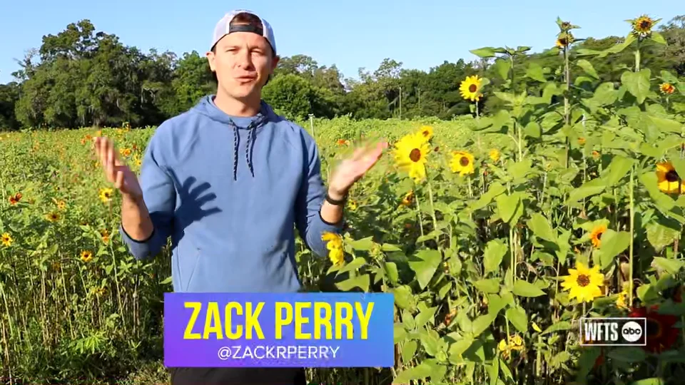SUNFLOWER FIELD PKG on Vimeo
