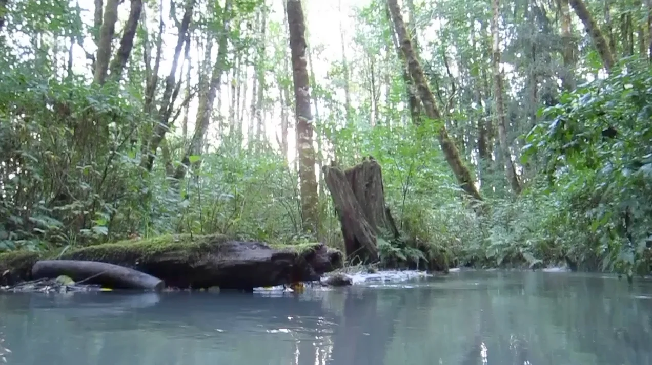 squish (animal collective-water curses) on Vimeo