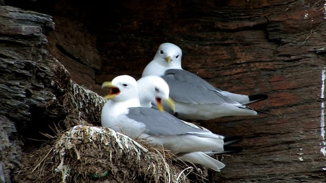 Birds Seagull Nest - Free video on Pixabay