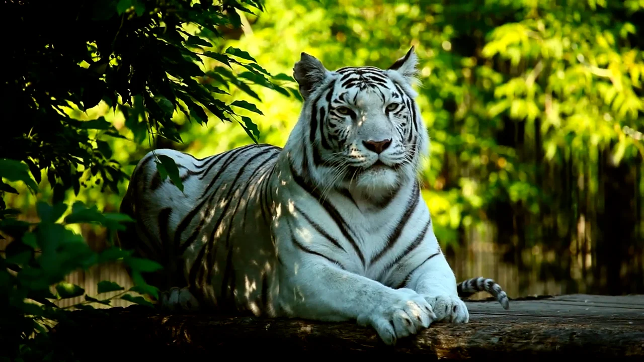 White Tiger Resting in Woods on Vimeo