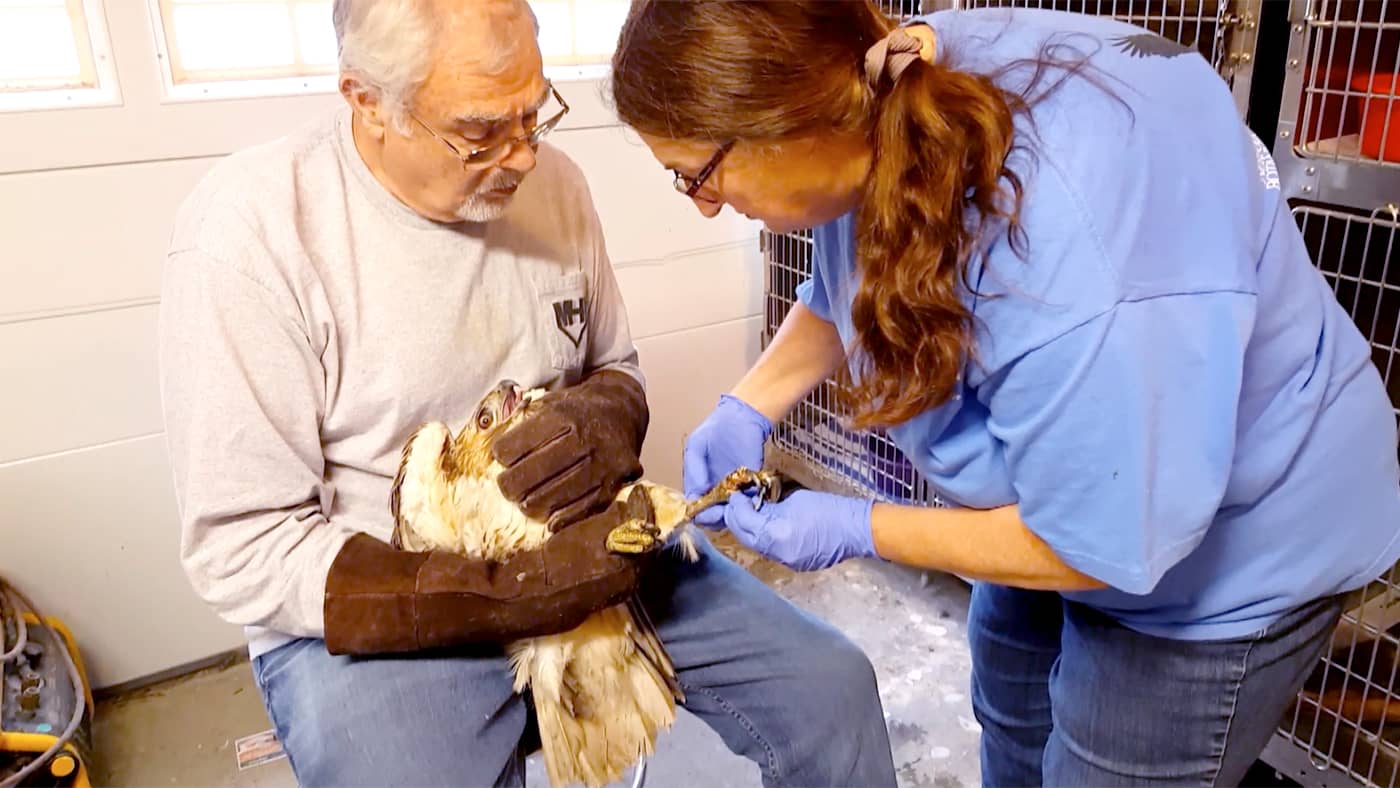 Wildlife Rehabilitation on Vimeo