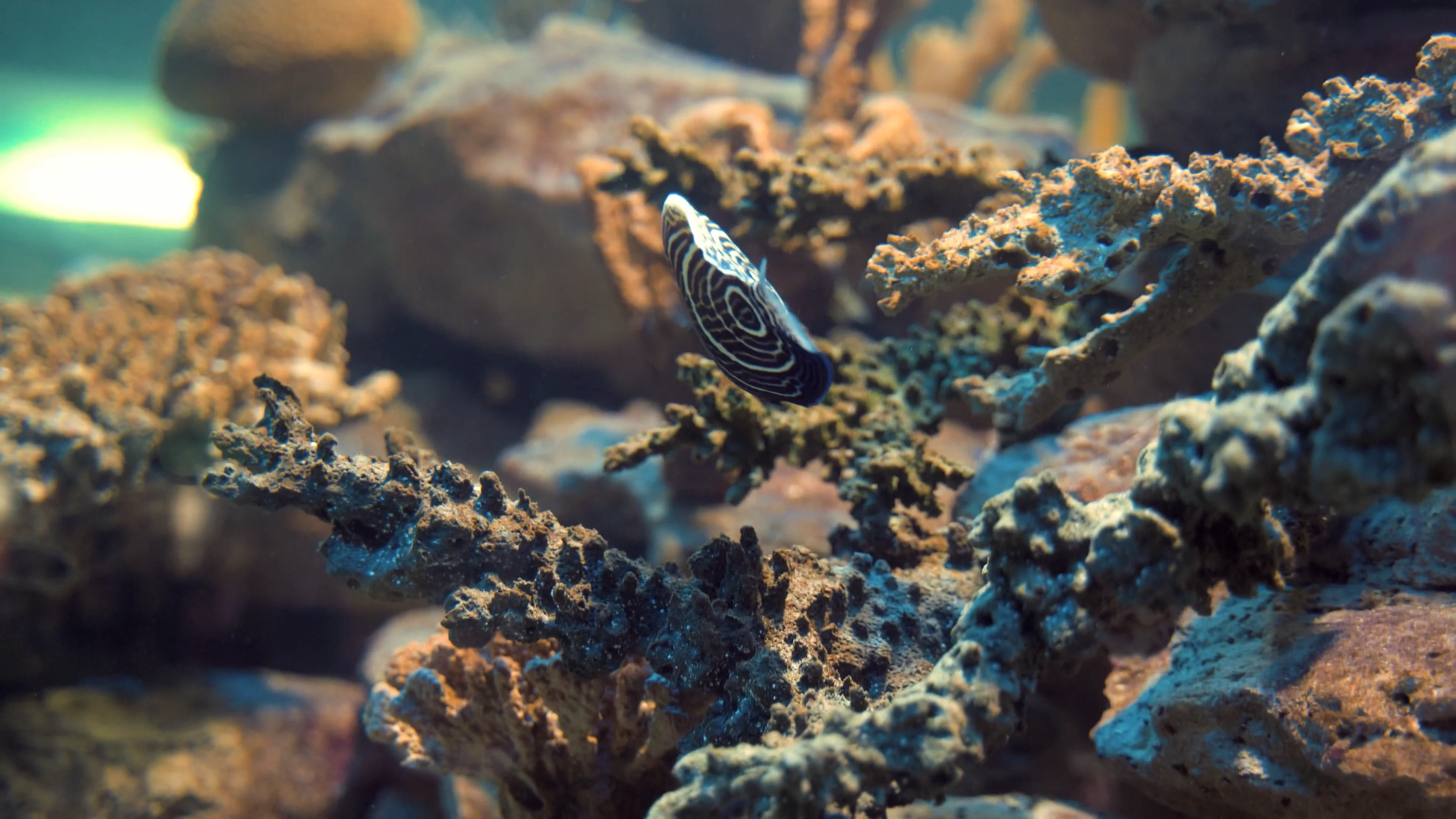 Fish Swimming in Aquarium on Vimeo