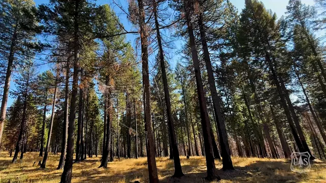 Healthy Forest Trees