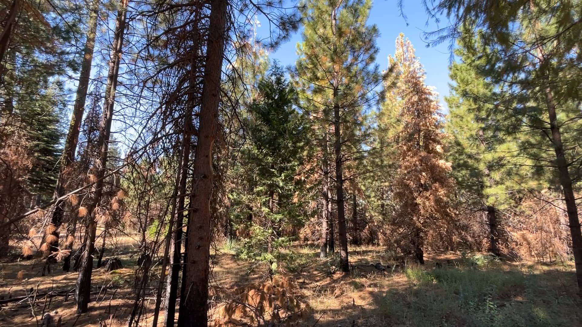 Overstocked Forest-California-AA-Oct22 on Vimeo