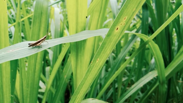 Grass, Grasshopper, Field. Free Stock Video - Pixabay