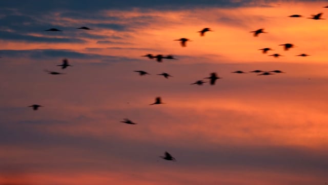 Birds Wings Sunset - Free video on Pixabay