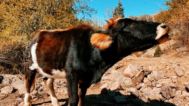 Más de 50 vídeos en HD y 4K gratis de Toro y Naturaleza - Pixabay