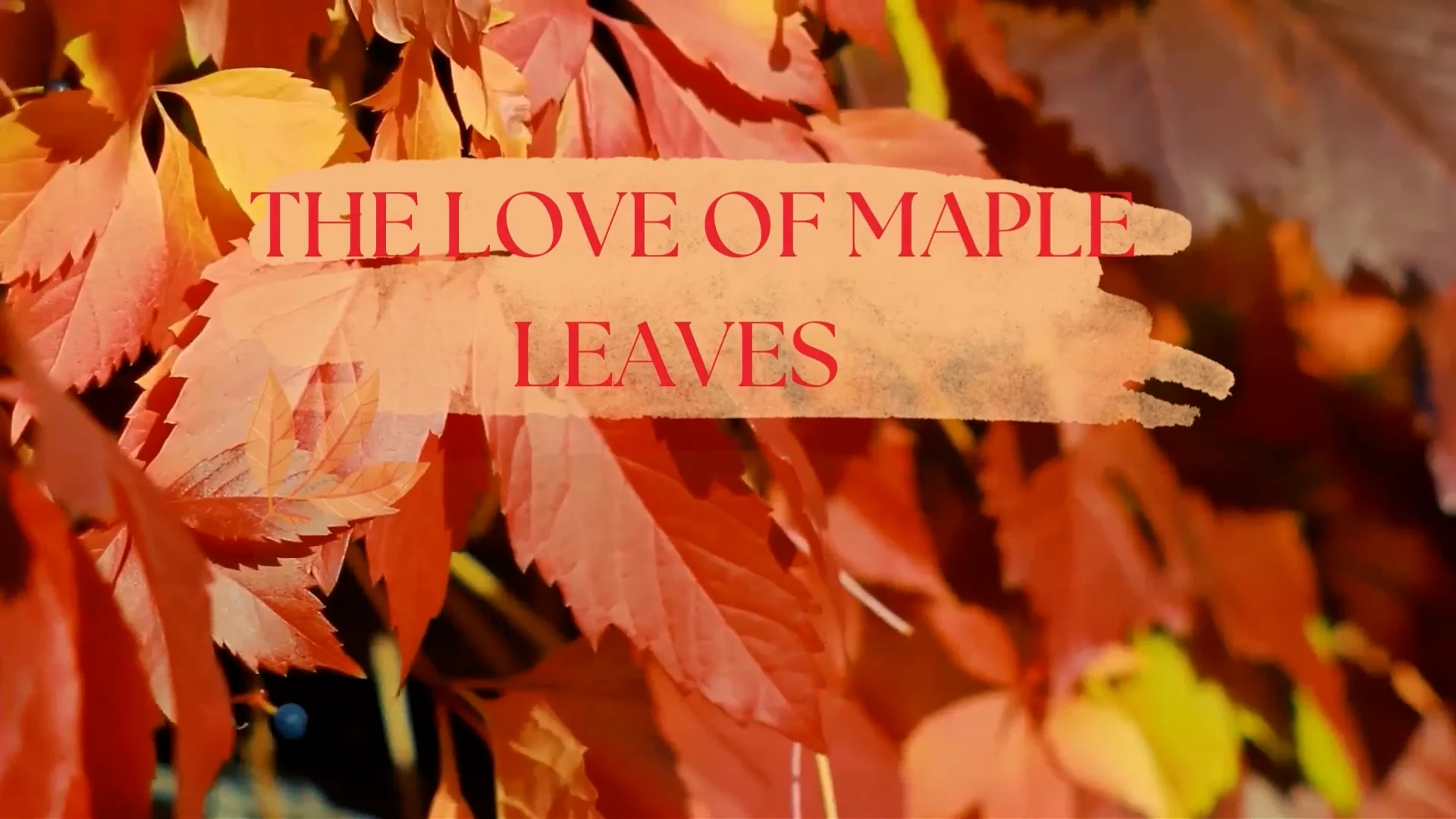 The love of maple leaves Guzheng on Vimeo