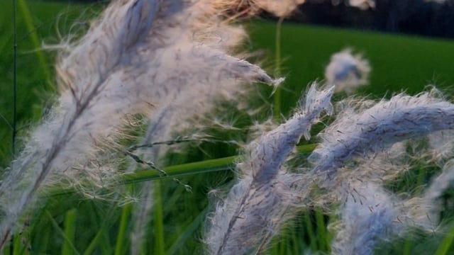 Sunset Plant Flower - Free video on Pixabay