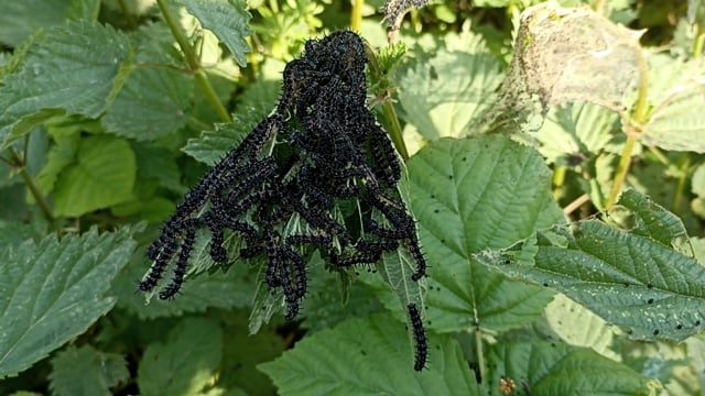 Caterpillar Little Fox Nettle - Free video on Pixabay