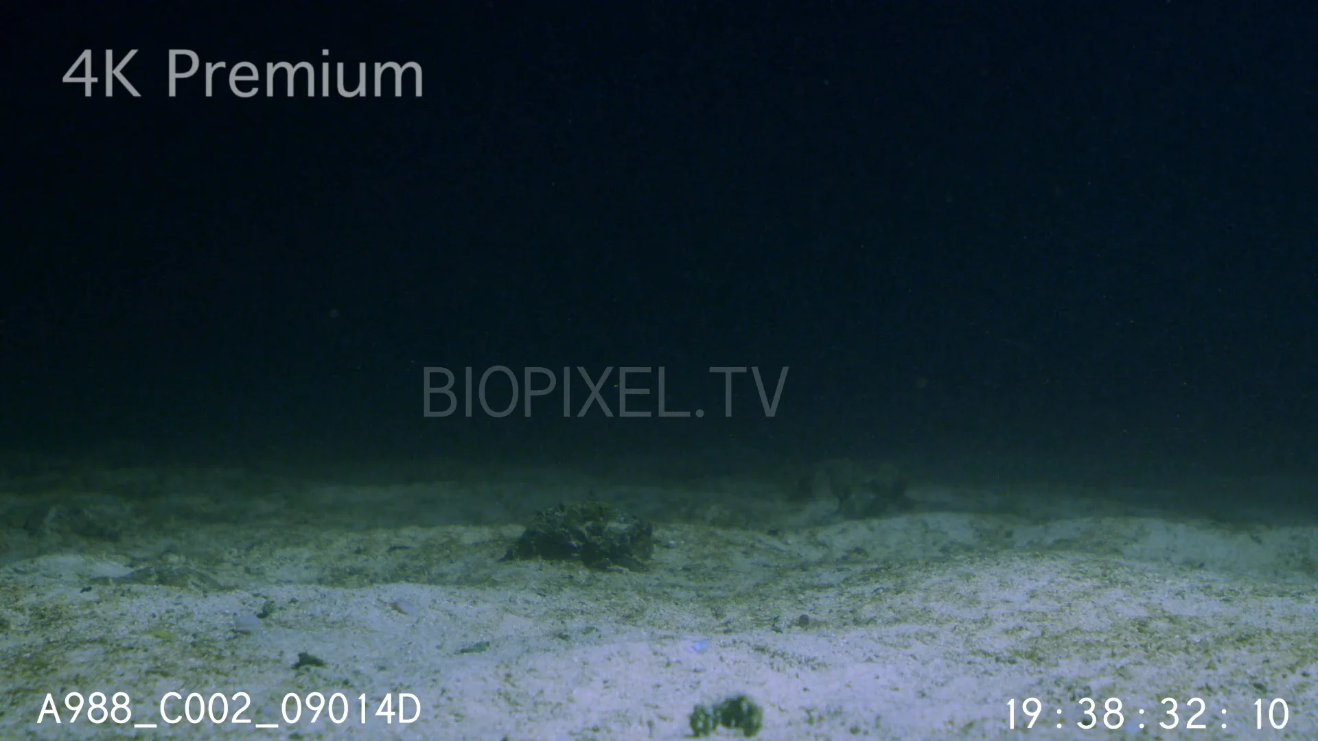4K Fish Wrasse - Baby scalloped hammerhead at night feeding on Leopard ...