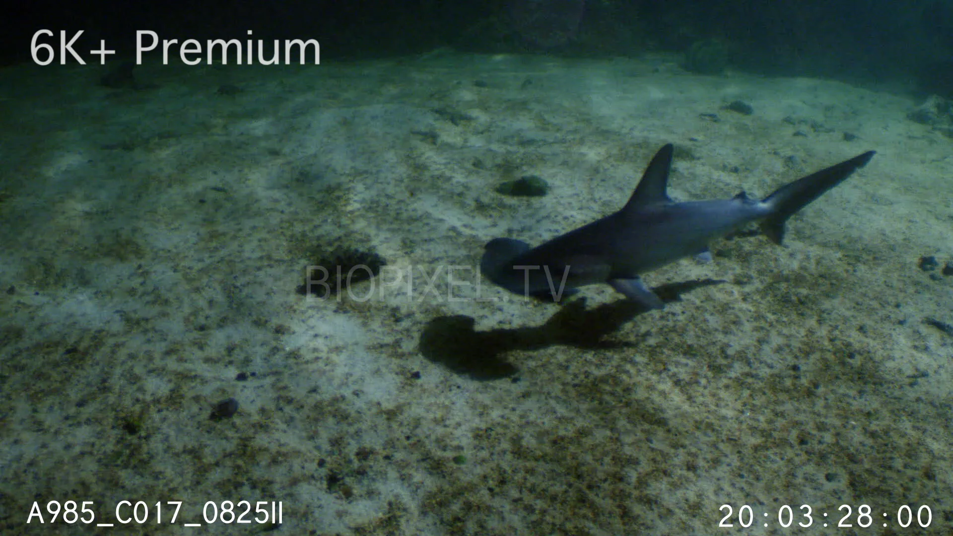 4K Sharks Hammerhead - Baby scalloped hammerhead shark at night wide ...