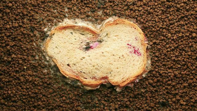 bread decay time lapse in HD on Vimeo