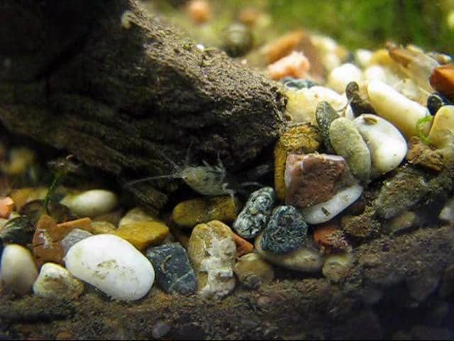 Gammarus pulex, Tubifex tubifex, Planarya(Planaria), Lymnaea stagnalis ...