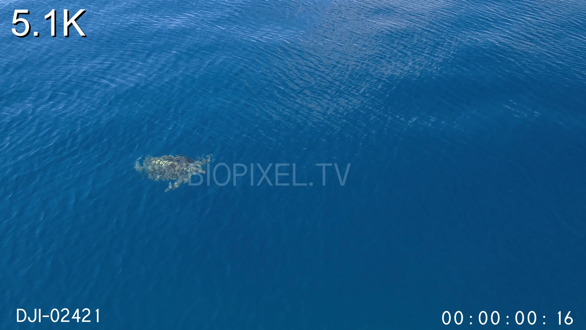Sea Turtles - Aerial - Propeller damage to green sea turtle 5.1K on Vimeo