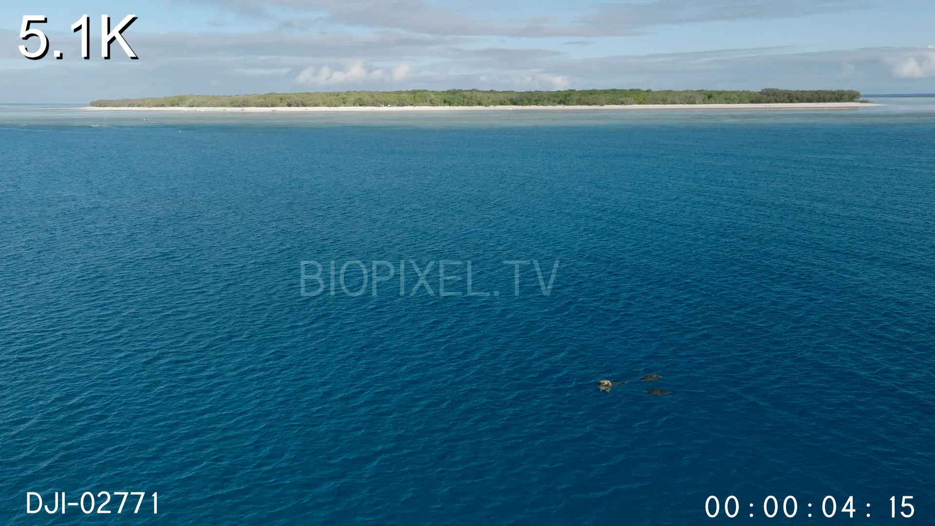 4K Green Sea Turtles Mating - Aerial - Green sea turtles mating ... 4K Green Sea Turtles Mating - Aerial - Green sea turtles mating ...