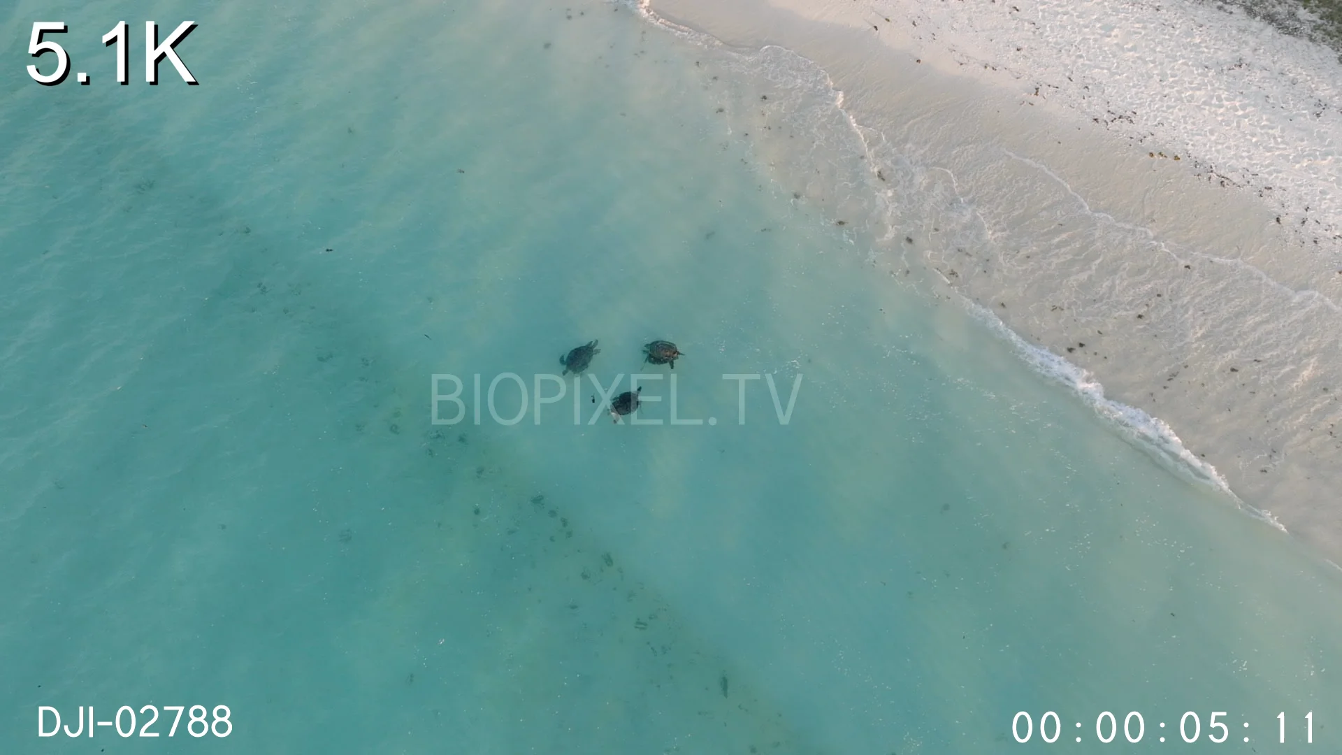 4K Green Sea Turtles Mating - Aerial - Green sea turtles mating in ...
