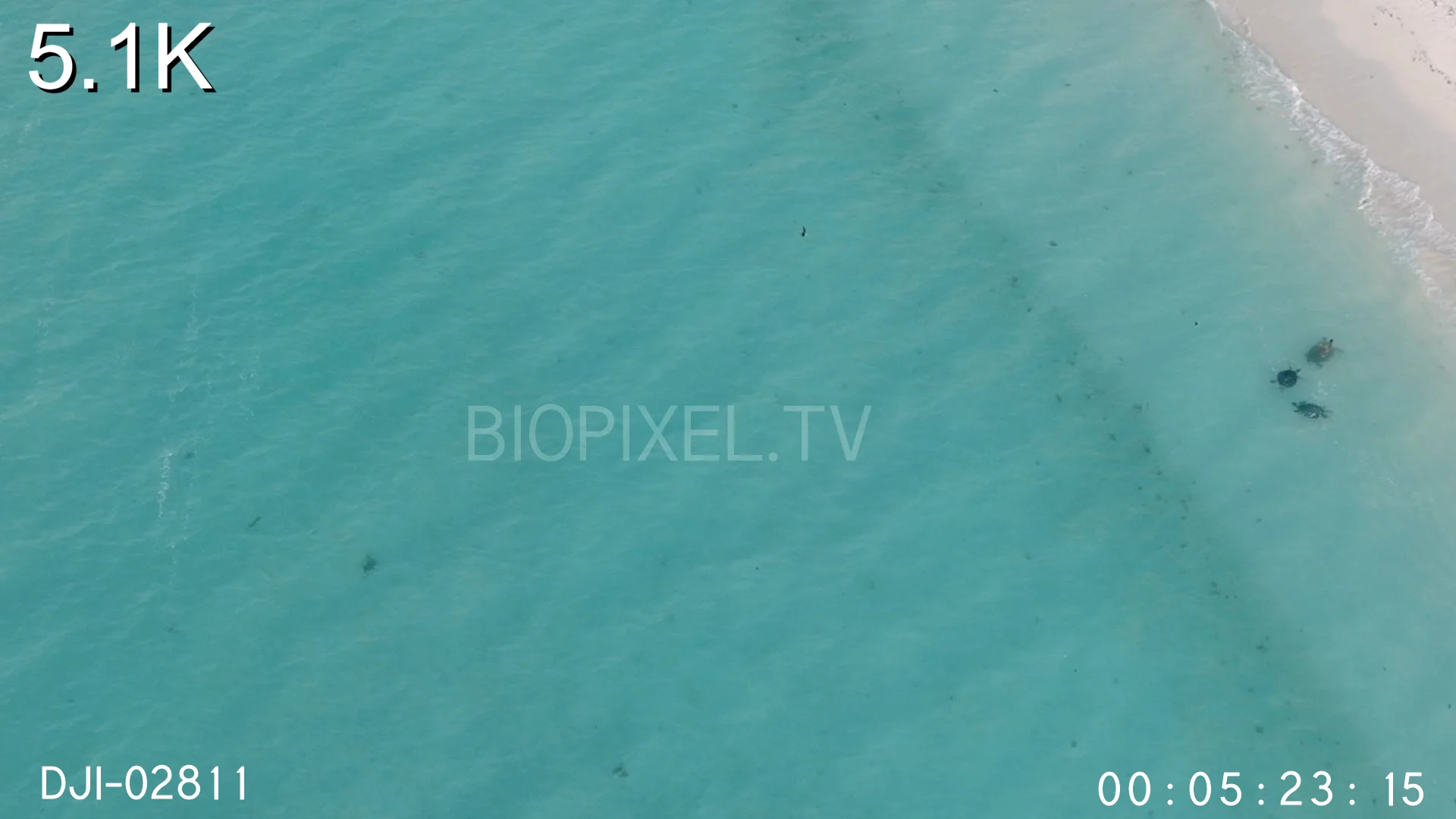 4K Reproduction Turtles - Aerial - Green sea turtles mating in shallow ...