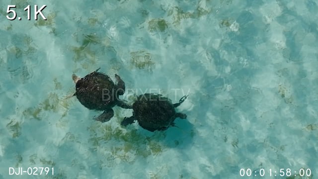 Green Sea Turtles Mating on Vimeo