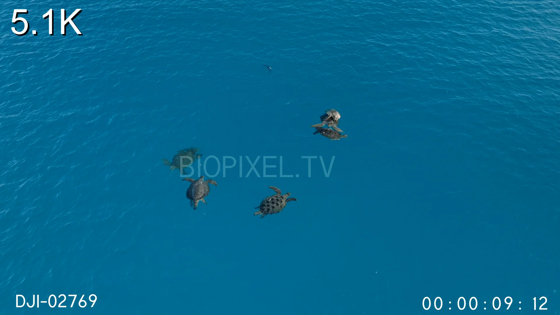 Reproduction - Aerial - Green sea turtles mating multiple males 5.1K 2 ...