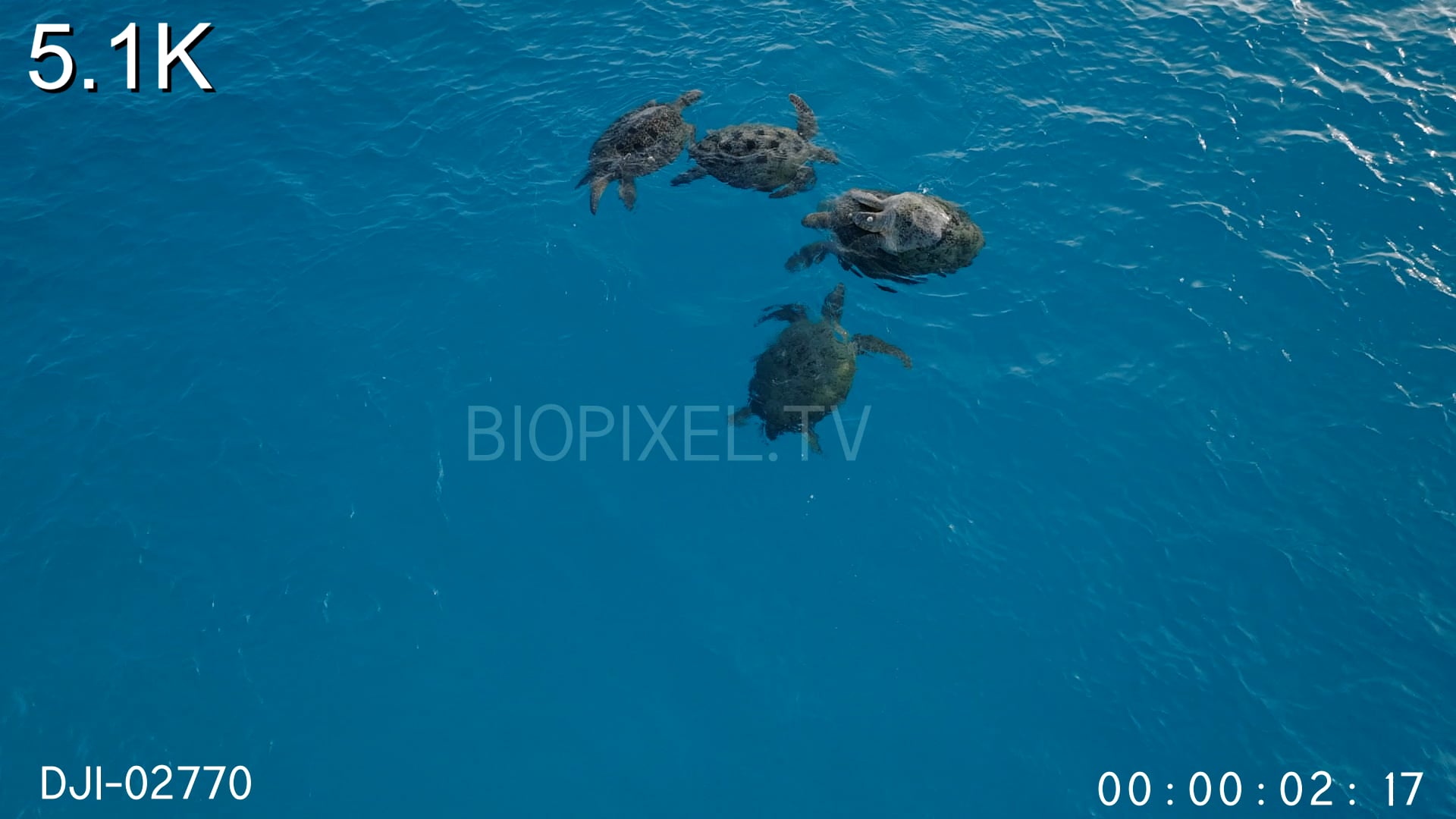 4K Reproduction Turtles - Aerial - Green sea turtles mating multiple ...