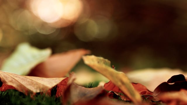 Leaves Wind Forest Free Video On Pixabay