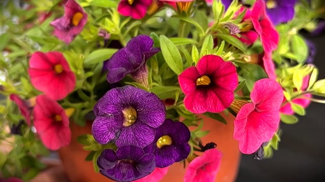 Petunias Flowers Colors - Free video on Pixabay