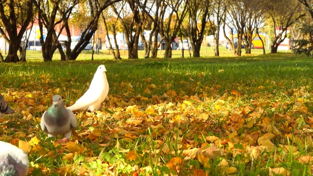 Pigeons, Birds, Autumn. Free Stock Video - Pixabay