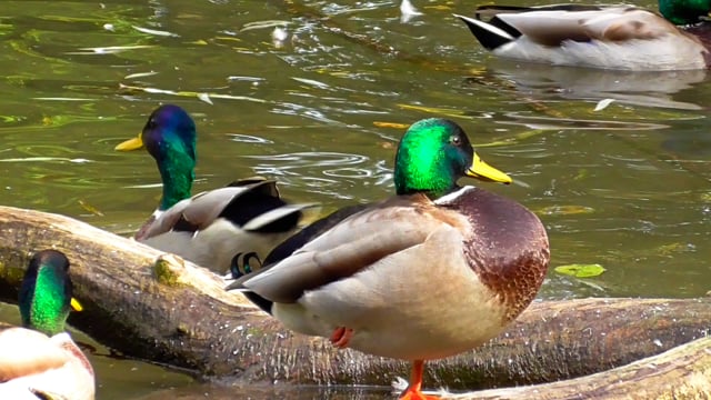 Patos Aves Pato Real - Free video on Pixabay - Pixabay