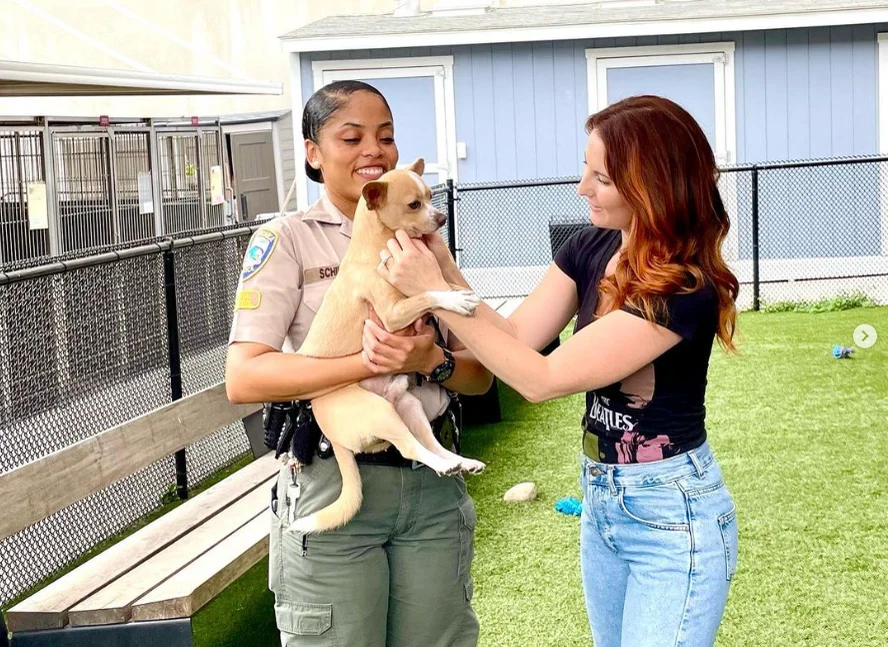 Meet the Adoptable Pets at Santa Monica Animal Shelter’s Fall Adoption ...