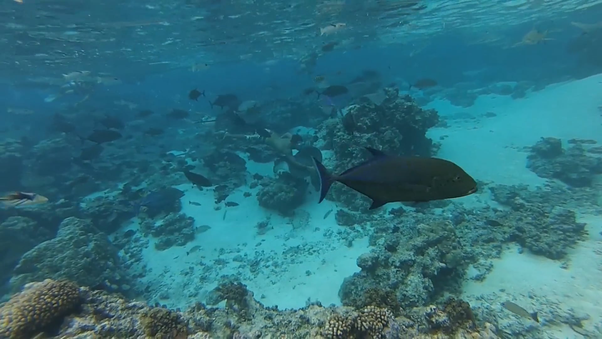 Divers and fish in shallow water on Vimeo