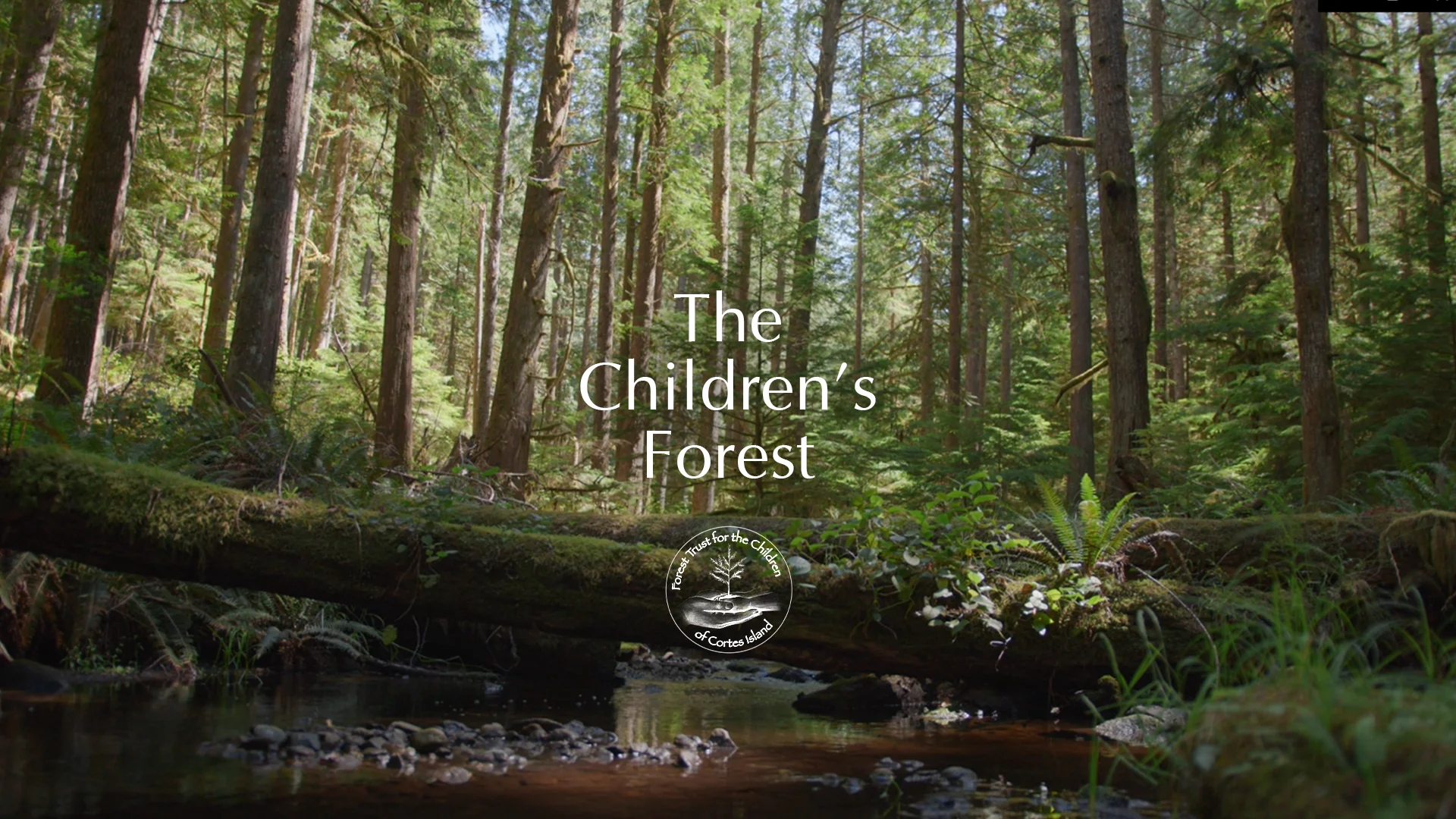 The Children's Forest on Vimeo