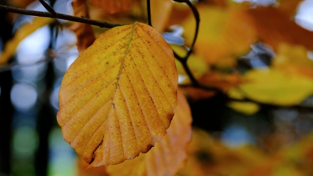 Foglia Autunnale Giallo - Free video on Pixabay