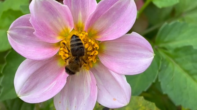 Recolectando Néctar Abeja - Free video on Pixabay - Pixabay