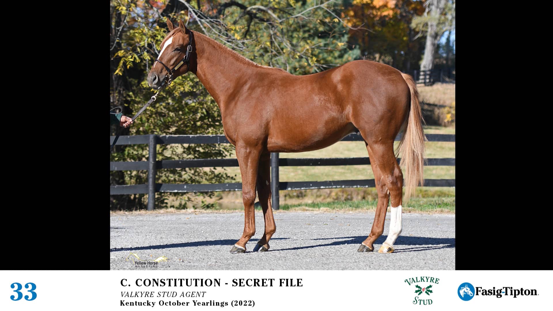 2022 Fasig-Tipton Kentucky October Yearlings: Hip #33 Constitution x ...