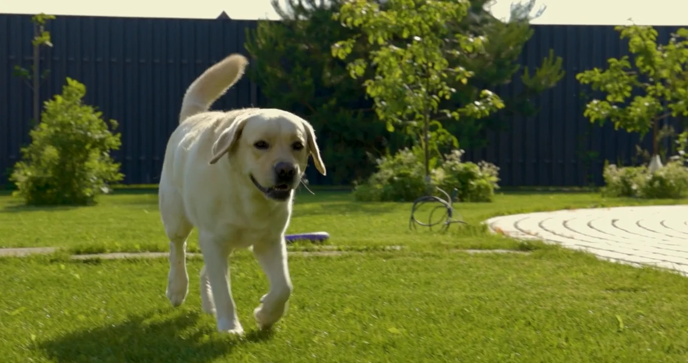 Landscaping With Dog on Vimeo