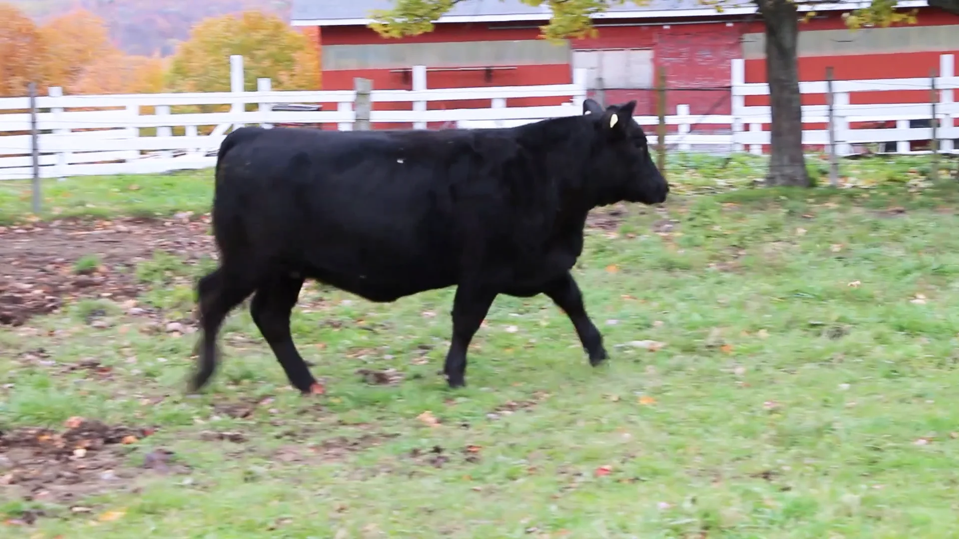 Lot 12 - todd_java_25j on Vimeo