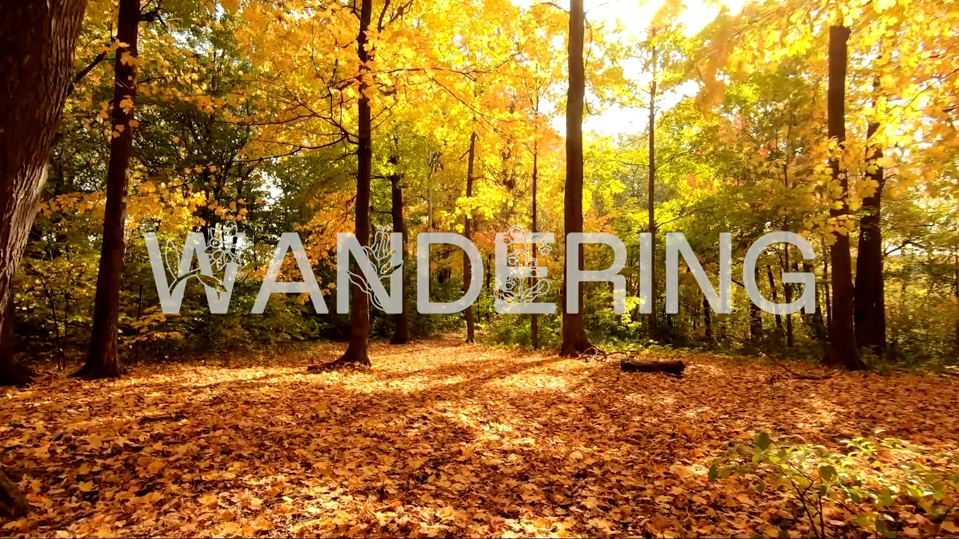 Wandering group project.mp4 on Vimeo