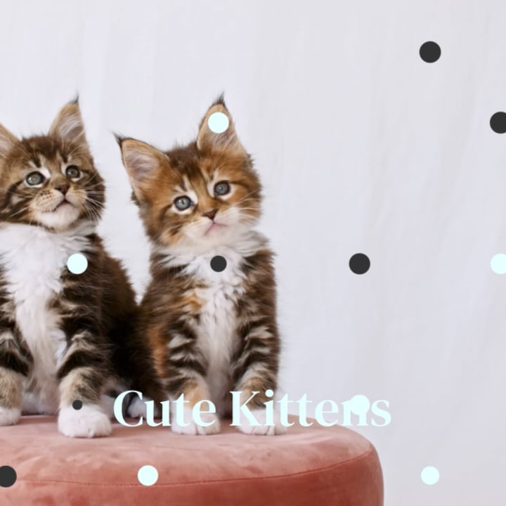 Kittens and Babies on Vimeo