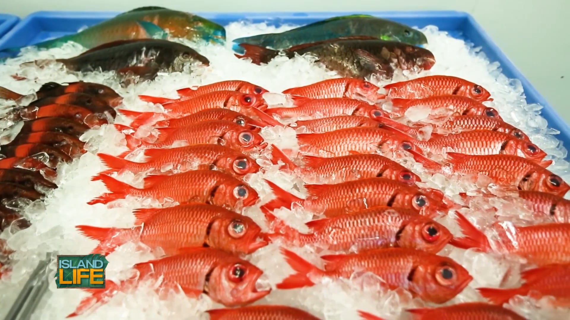 Suisan Fish Market (The Food Basket) on Vimeo